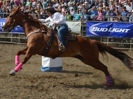 Lakeside’s 50th Annual Rodeo brings fun and adrenaline in old time ...